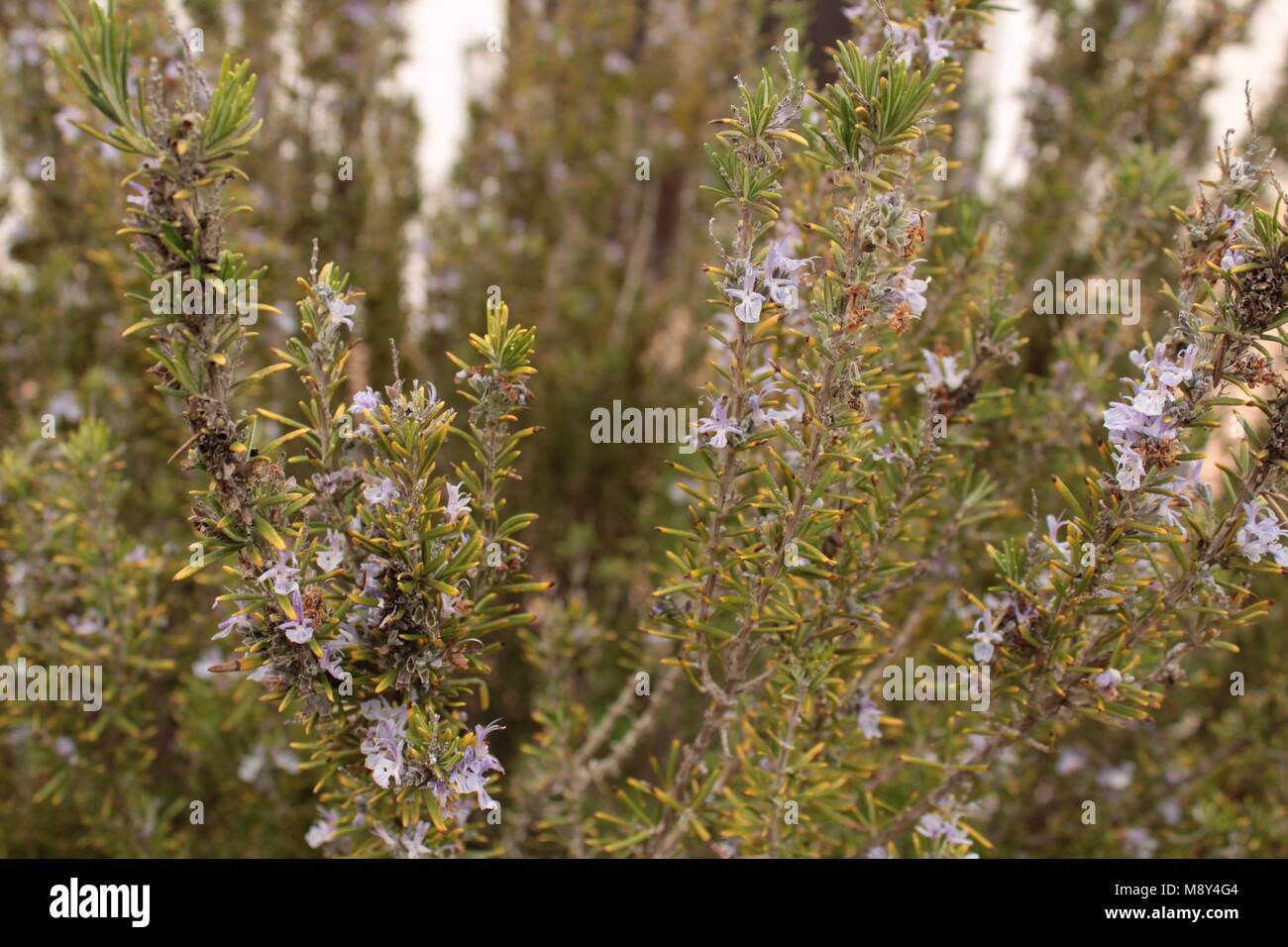 Rosmarinus Officinalis plant in the garden in spring Stock Photo - Alamy