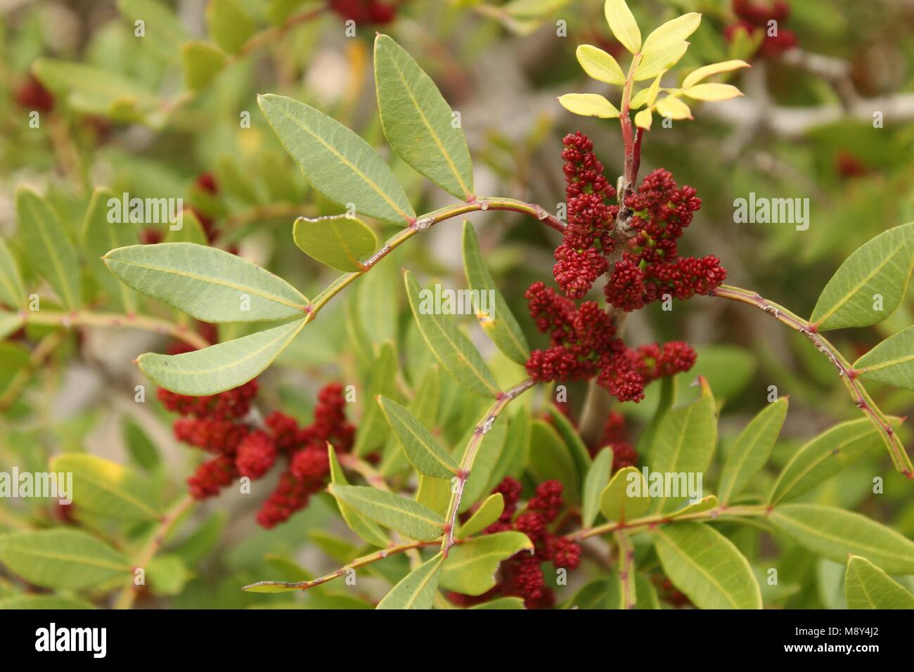 Lentisc hi-res stock photography and images - Alamy