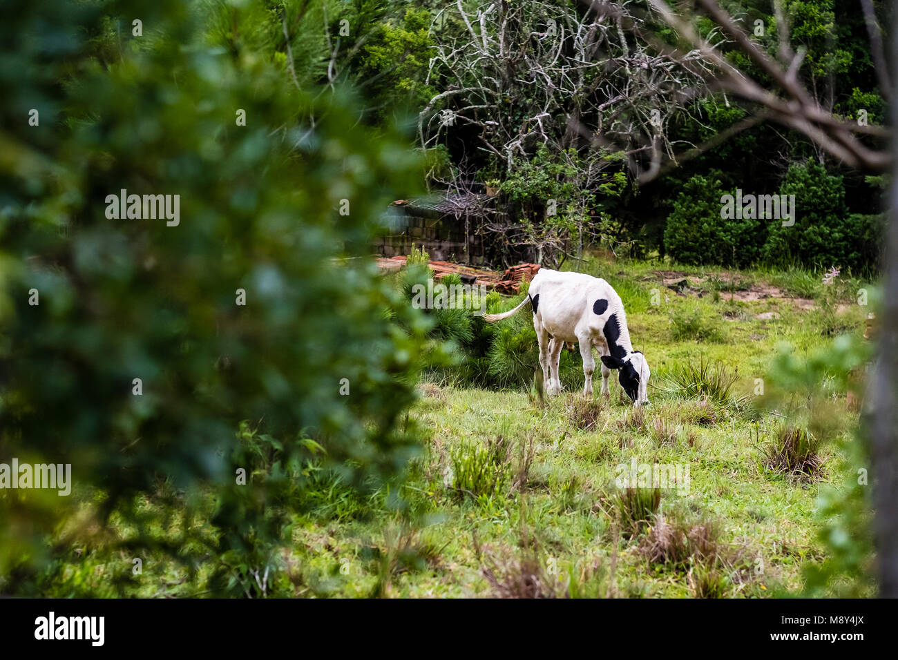 Paulo Cunha High Resolution Stock Photography and Images - Alamy