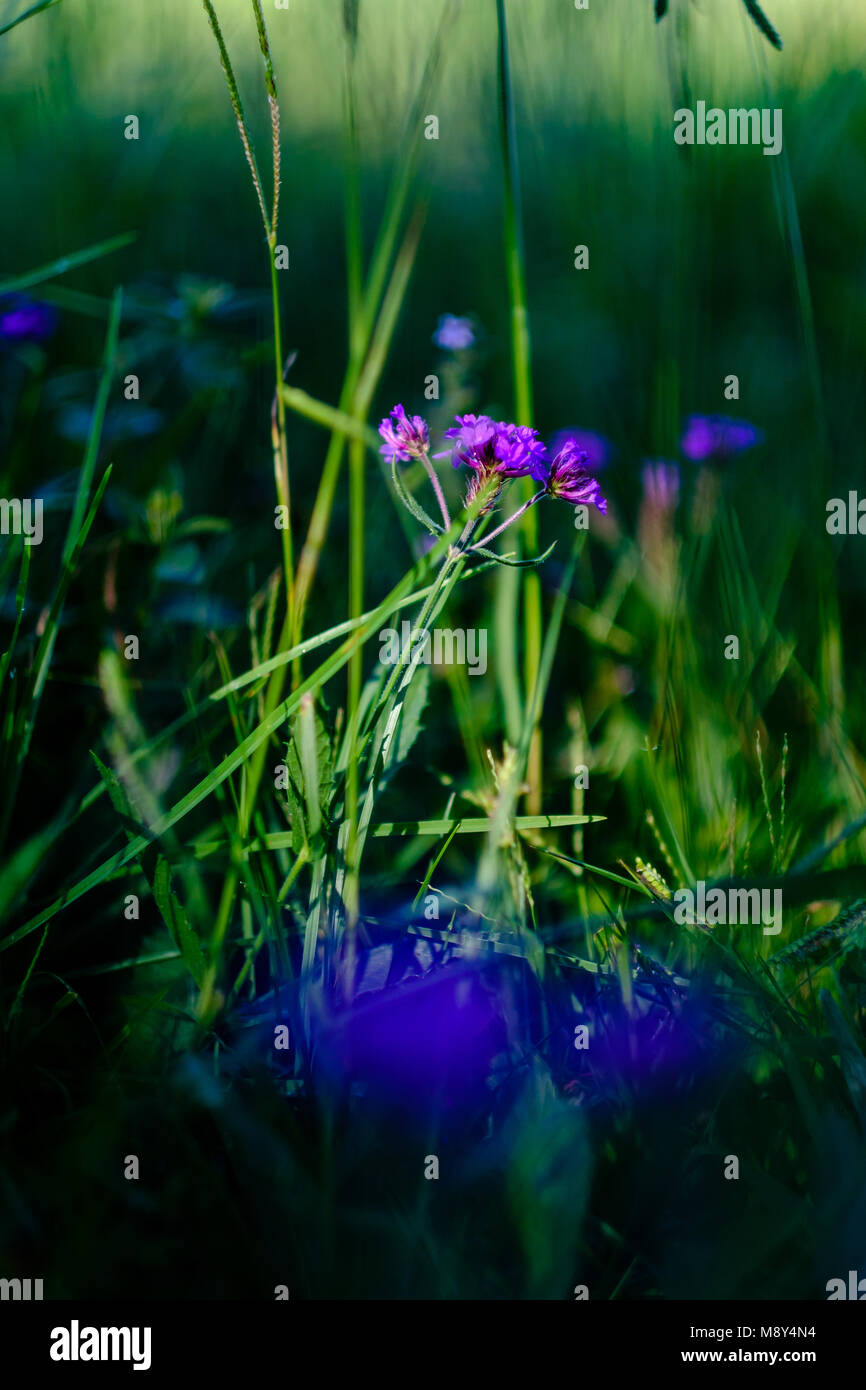 Delicate purple flower growing in grassy fields, small depth of field ...