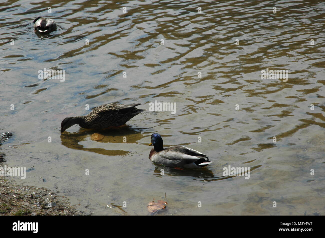 Mourning ducks hi-res stock photography and images - Alamy