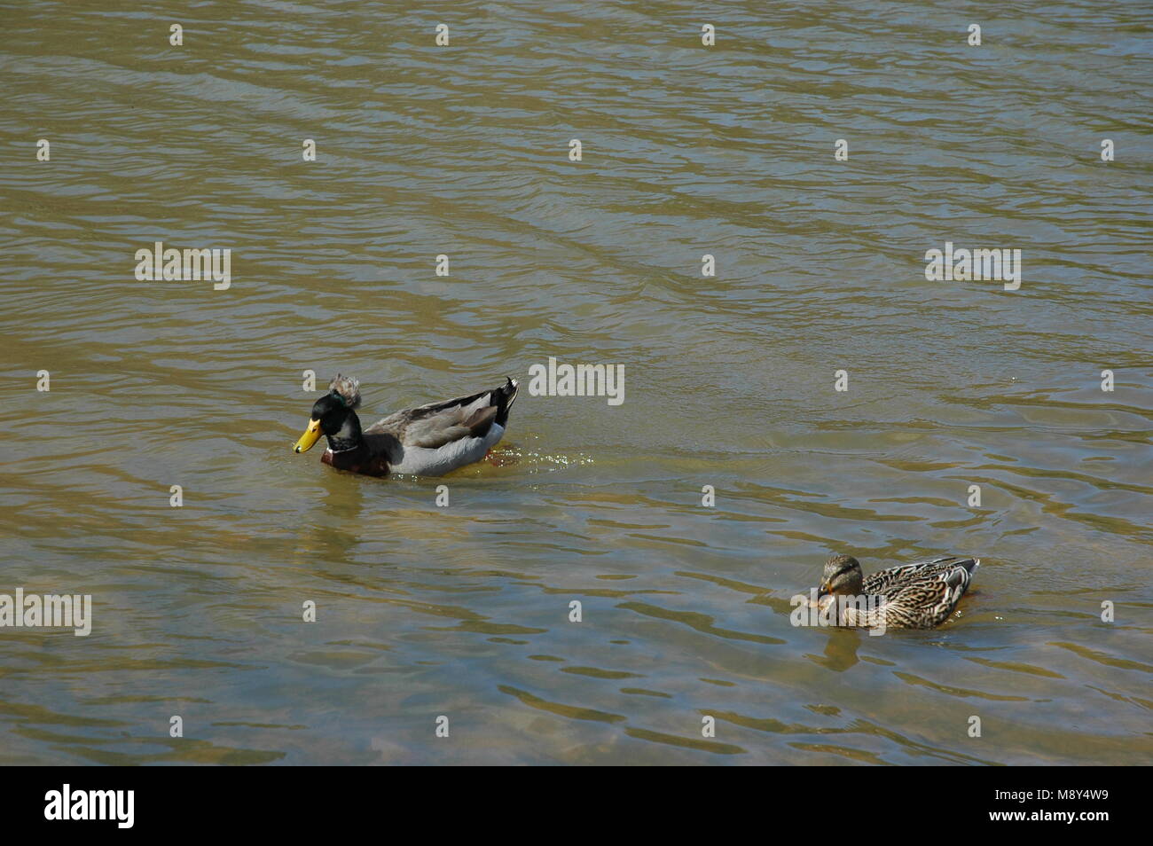 Mourning ducks hi-res stock photography and images - Alamy