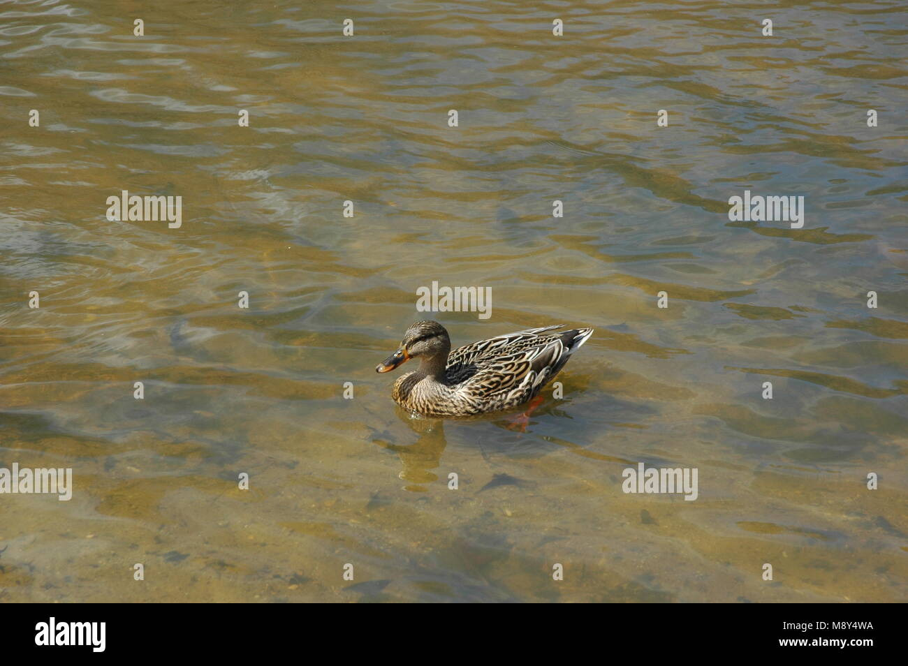 Mourning ducks hi-res stock photography and images - Alamy