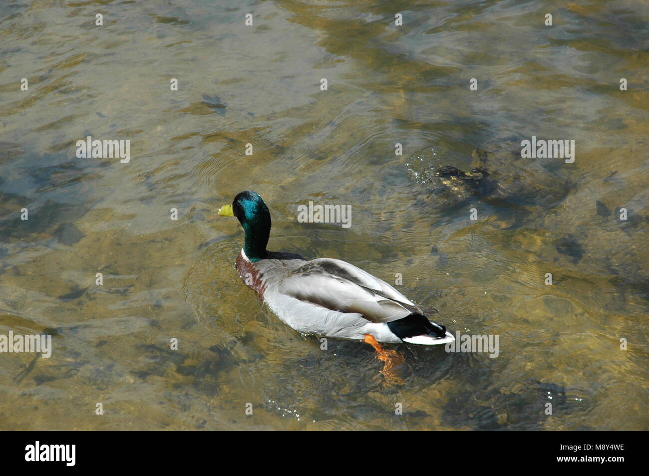 Mourning ducks hi-res stock photography and images - Alamy