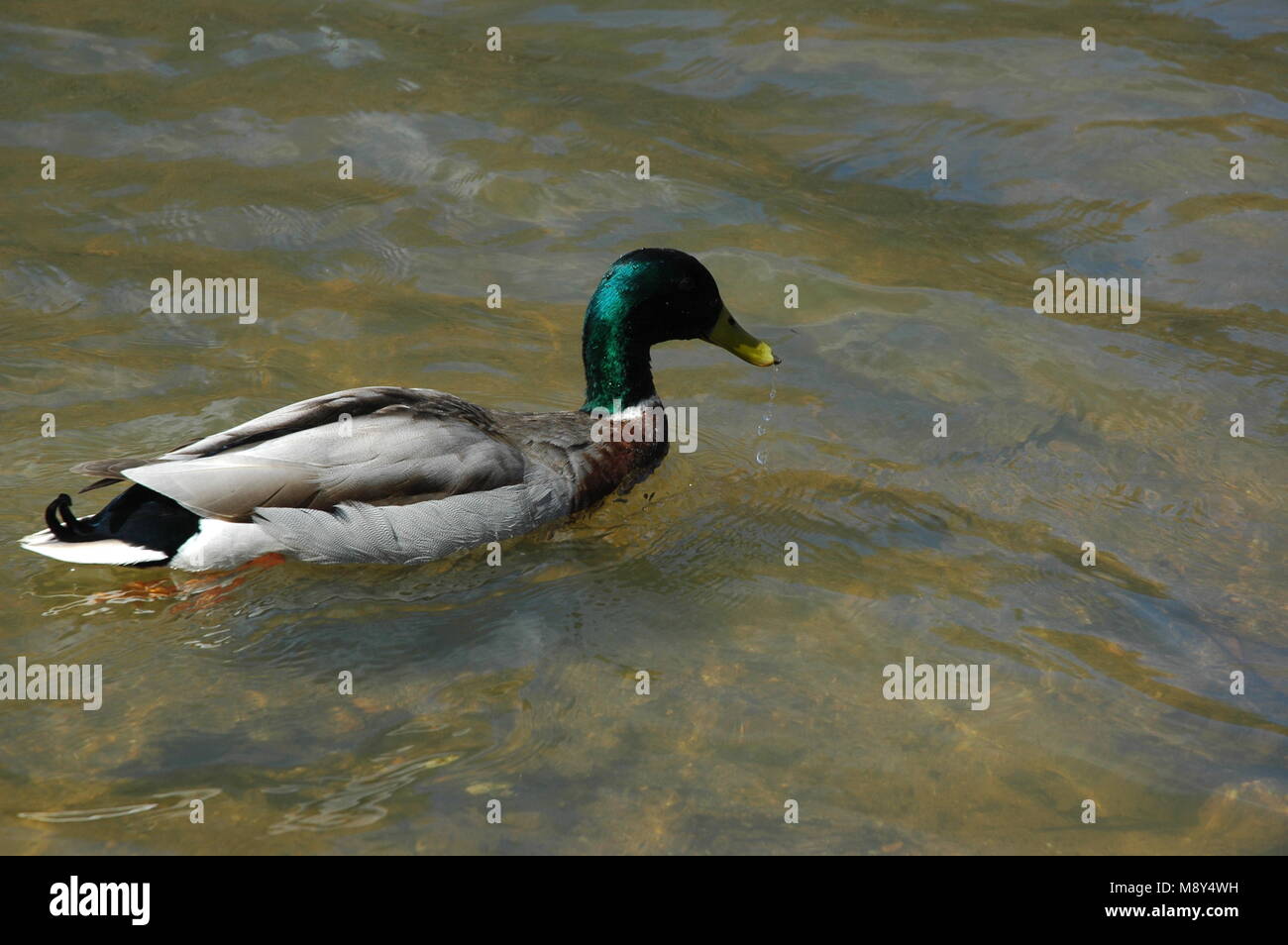 Mourning ducks hi-res stock photography and images - Alamy