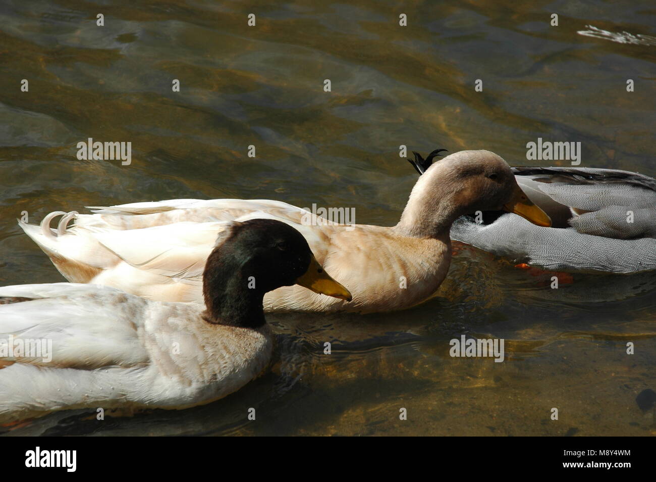 Mourning ducks hi-res stock photography and images - Alamy