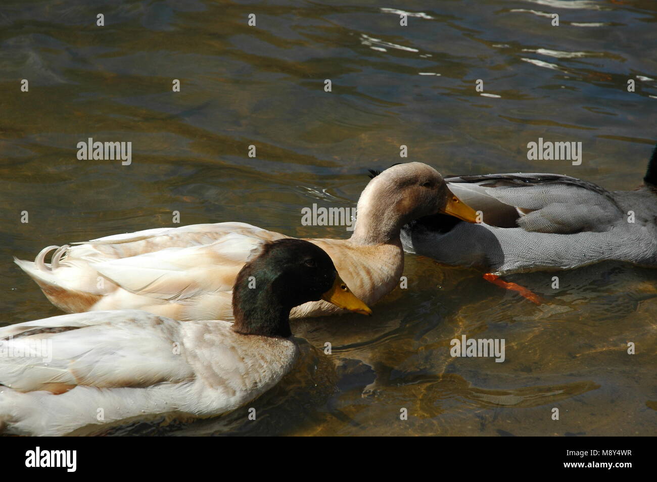 Mourning ducks hi-res stock photography and images - Alamy