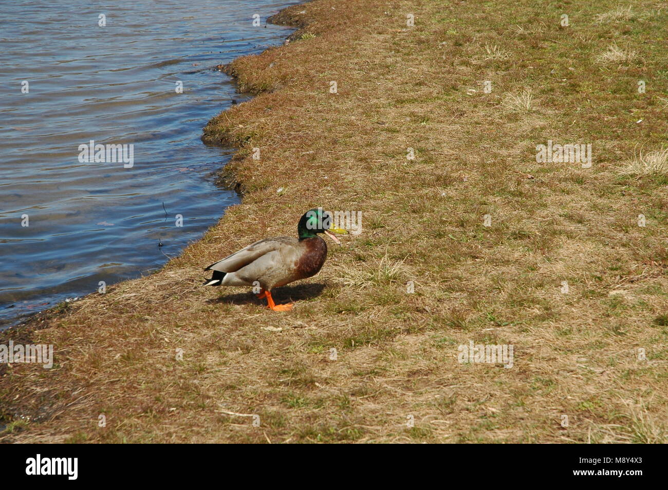 Mourning ducks hi-res stock photography and images - Alamy