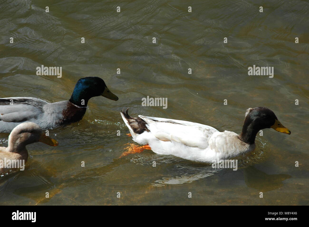 Mourning ducks hi-res stock photography and images - Alamy