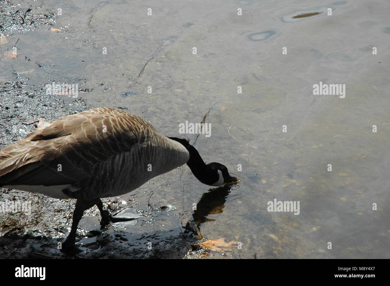 Mourning ducks hi-res stock photography and images - Alamy