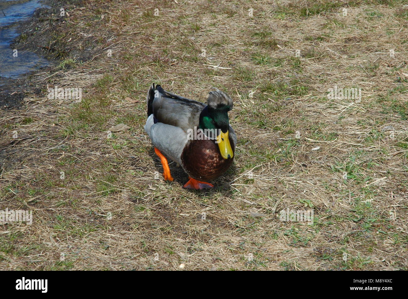 Mourning ducks hi-res stock photography and images - Alamy