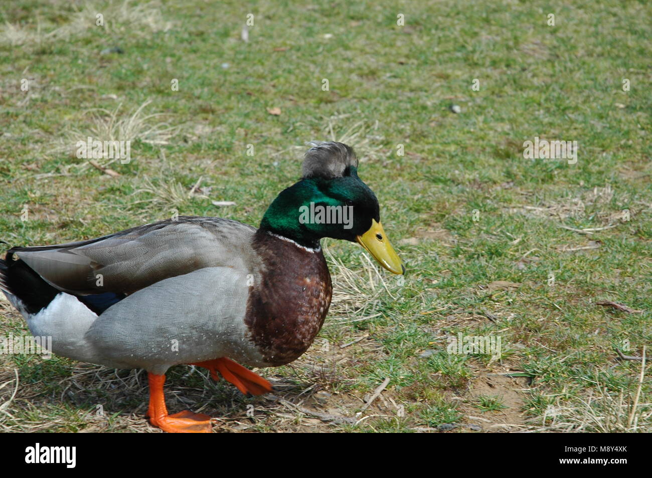 Mourning ducks hi-res stock photography and images - Alamy