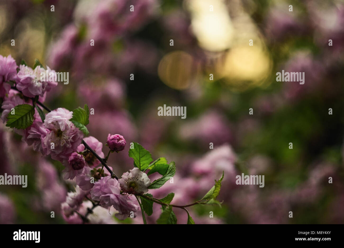 Branch of blossoming tree at sunset. Spring flowers background Stock ...