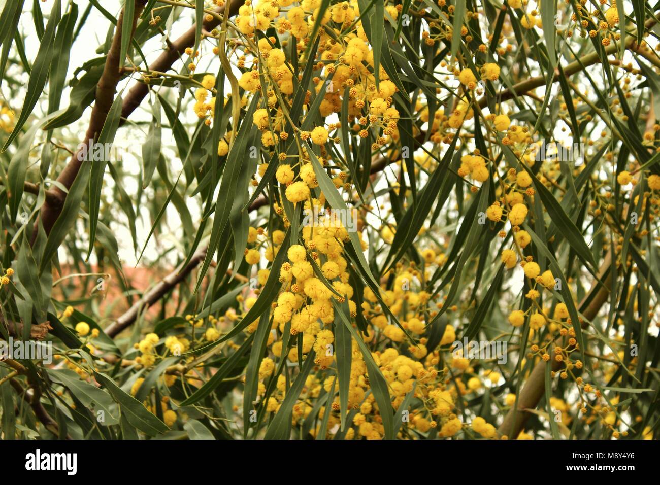 Beautiful and colorful Acacia Dealbata tree in Spring Stock Photo - Alamy