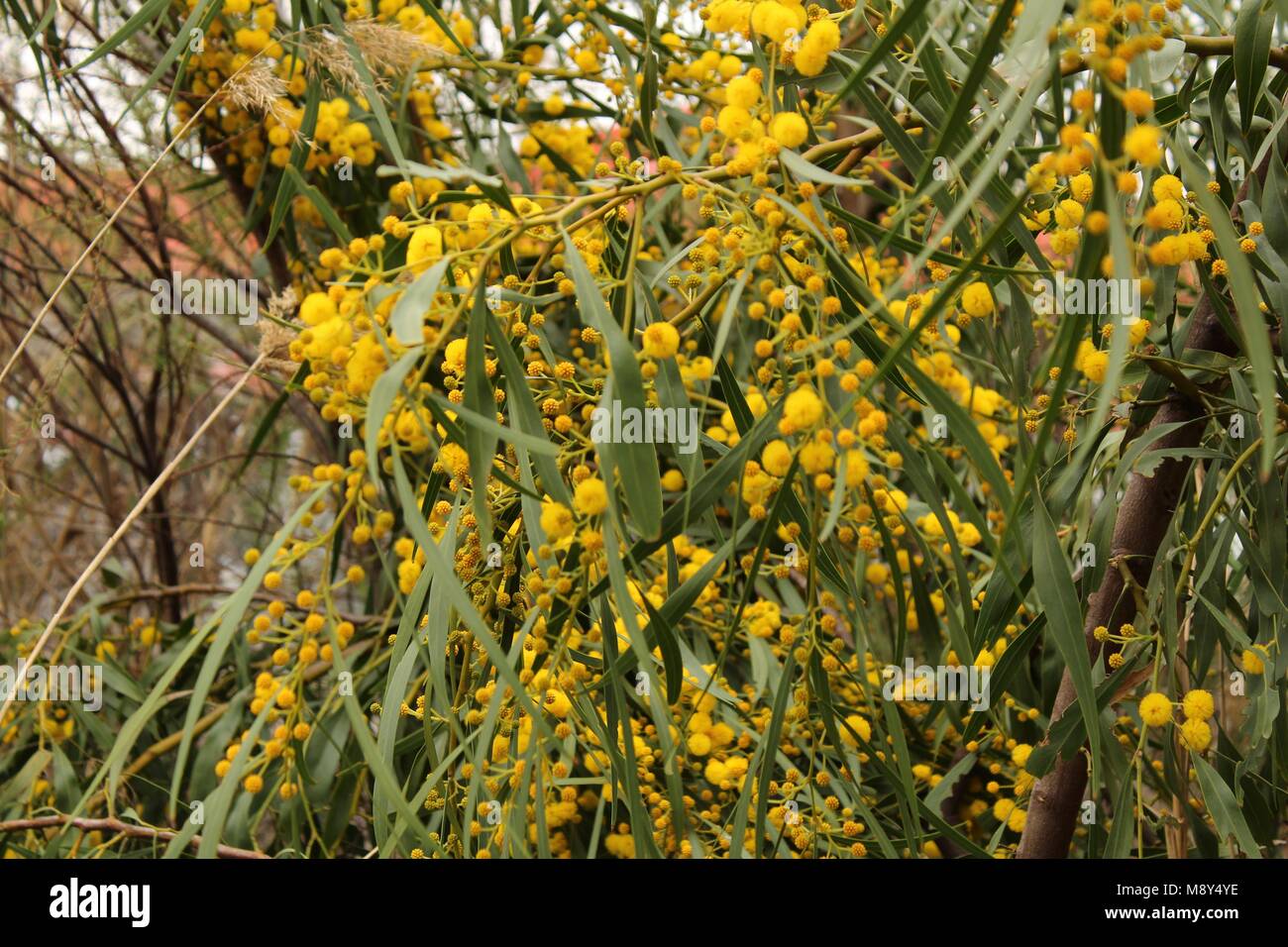 Beautiful and colorful Acacia Dealbata tree in Spring Stock Photo - Alamy
