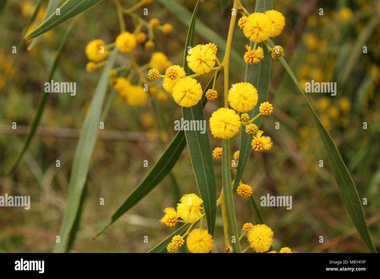 Beautiful and colorful Acacia Dealbata tree in Spring Stock Photo - Alamy