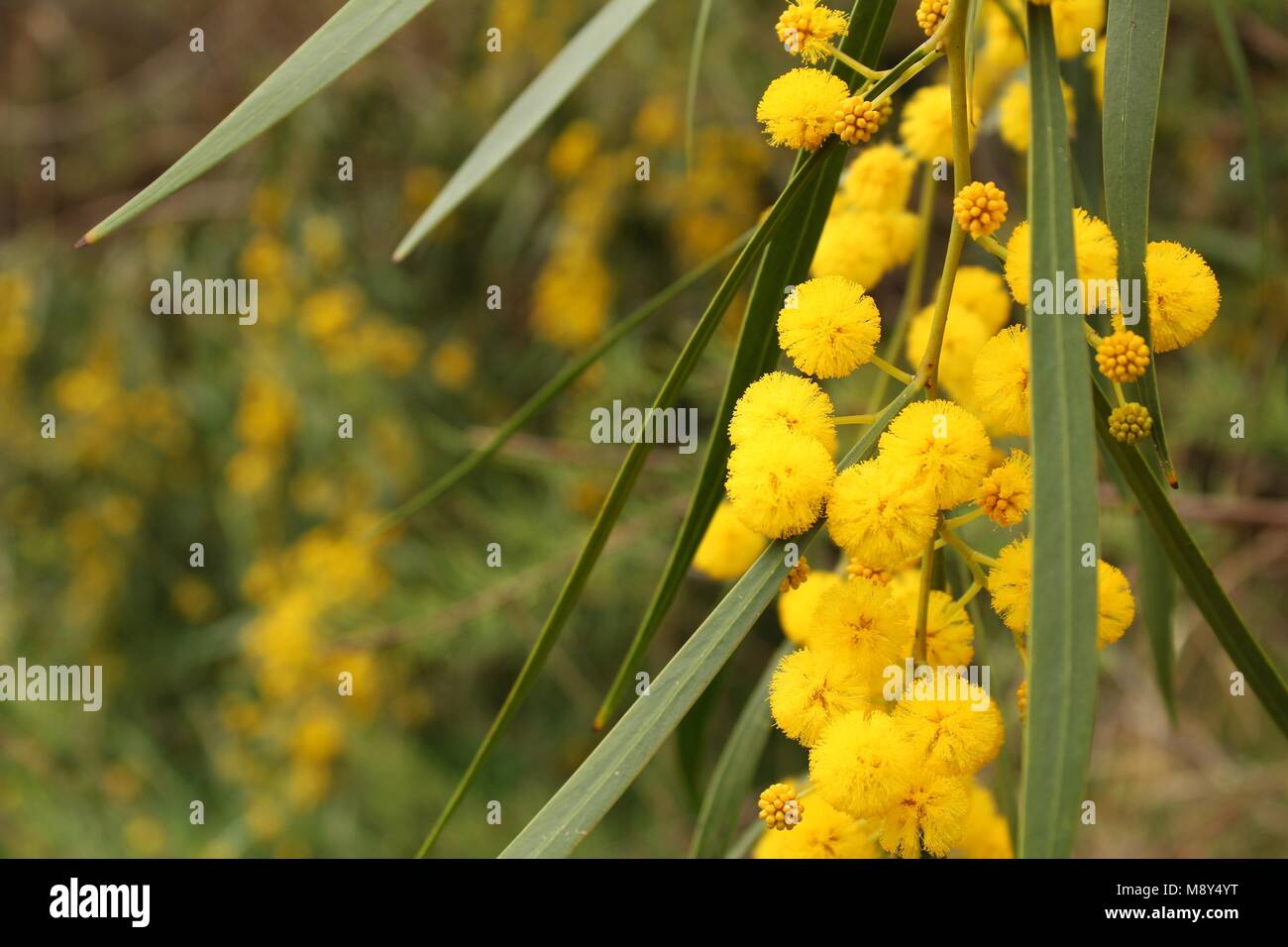 Beautiful and colorful Acacia Dealbata tree in Spring Stock Photo - Alamy