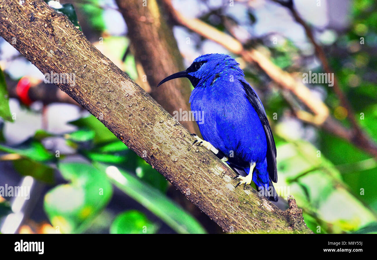 Blue bird in the forest hi-res stock photography and images - Alamy