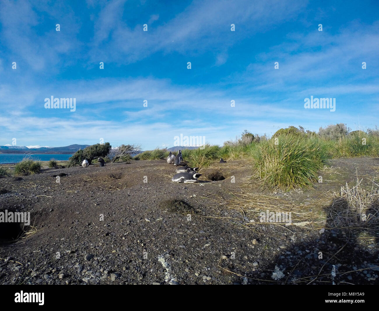 Ushuaia, Argentina. October 2, 2014. Isla Martillo, better known as ...