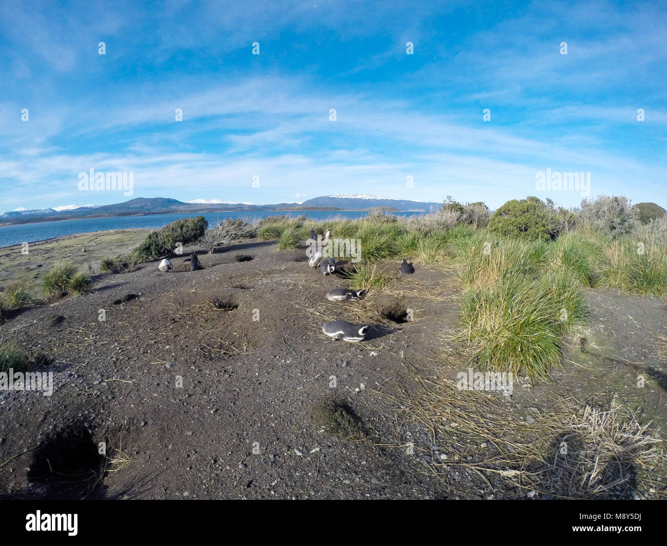 Ushuaia, Argentina. October 2, 2014. Isla Martillo, better known as ...