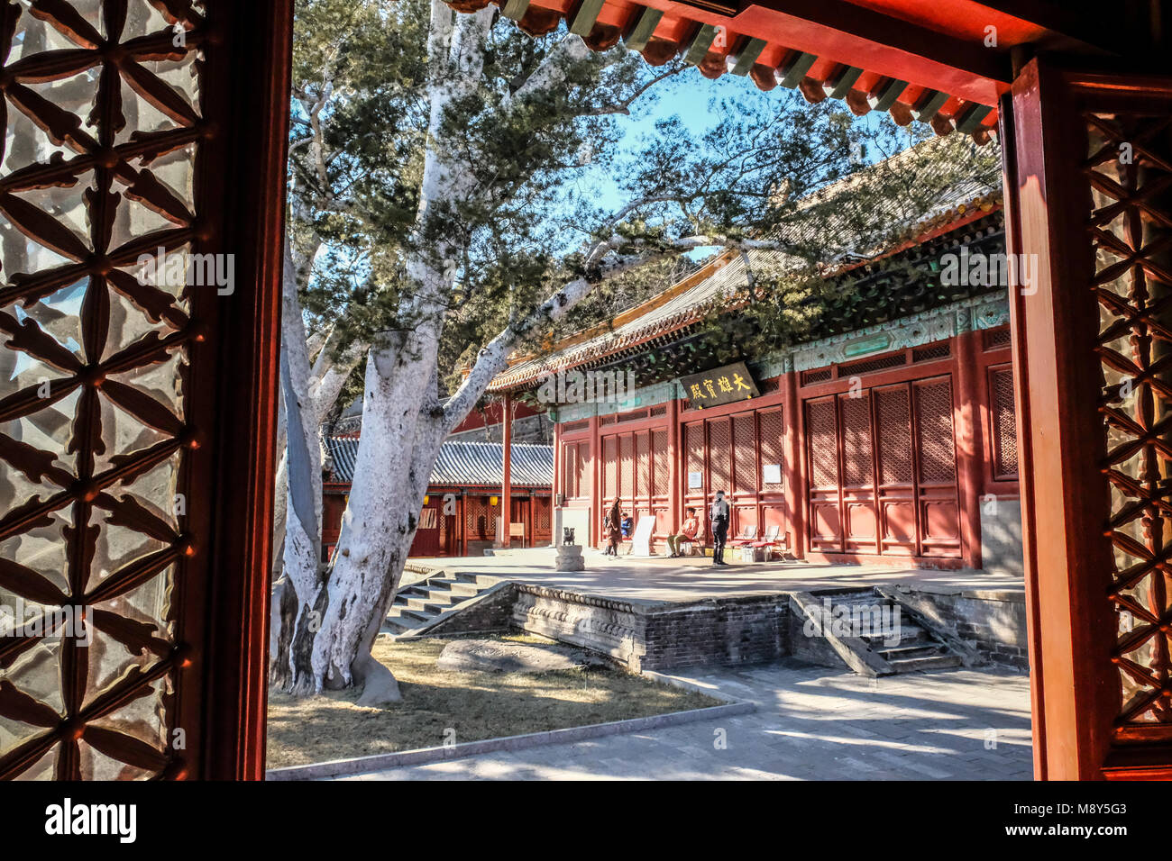 Buddhist pine trees hi-res stock photography and images - Alamy