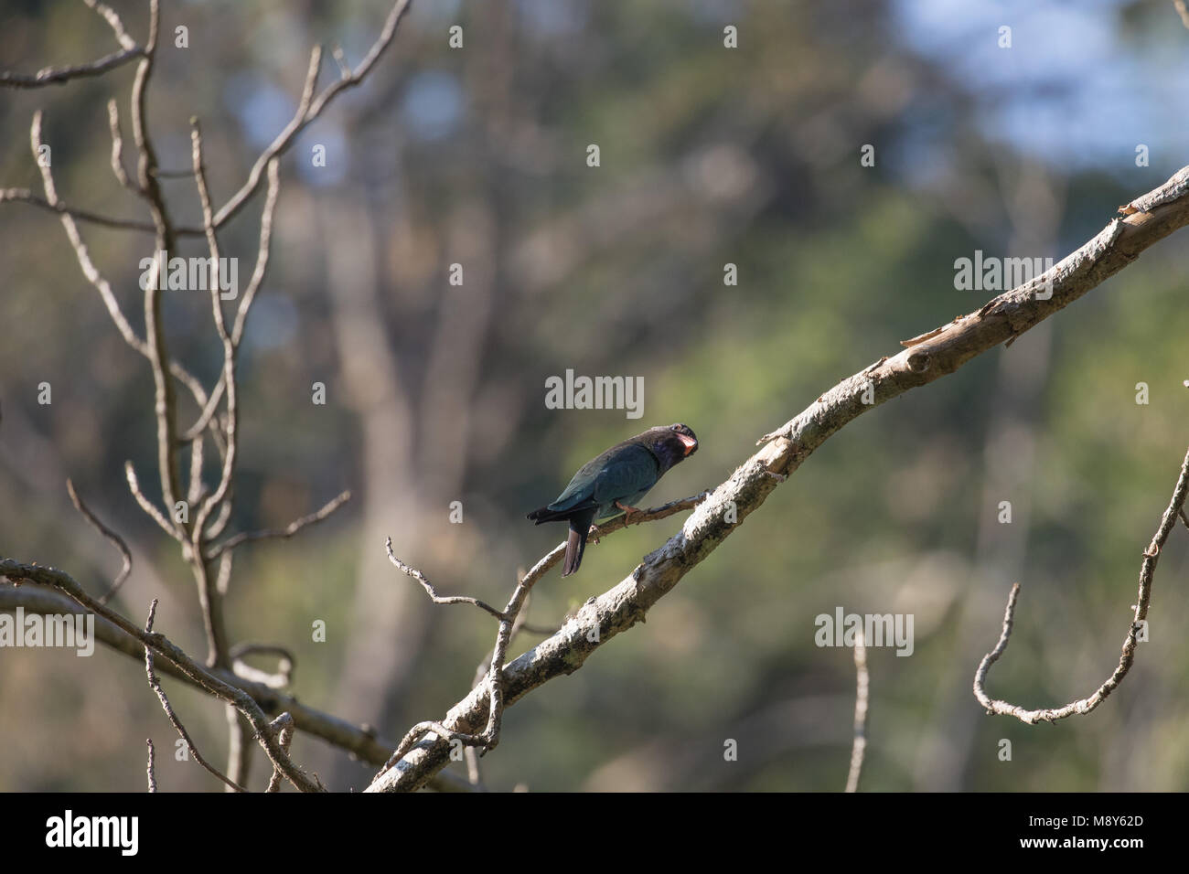 Eurystomus orientalis hi-res stock photography and images - Alamy