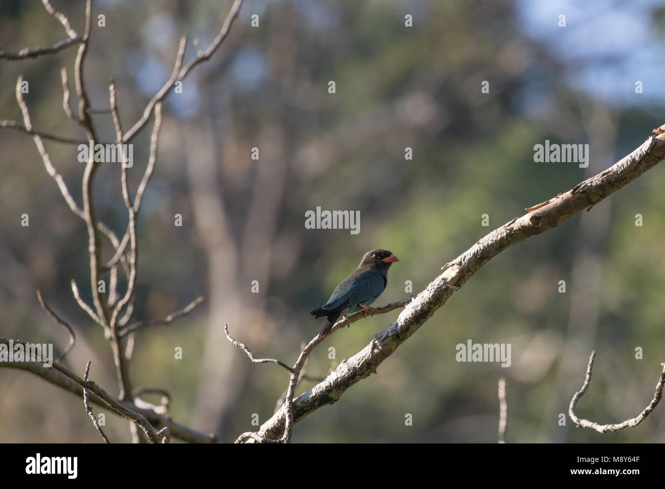 Eurystomus orientalis hi-res stock photography and images - Alamy