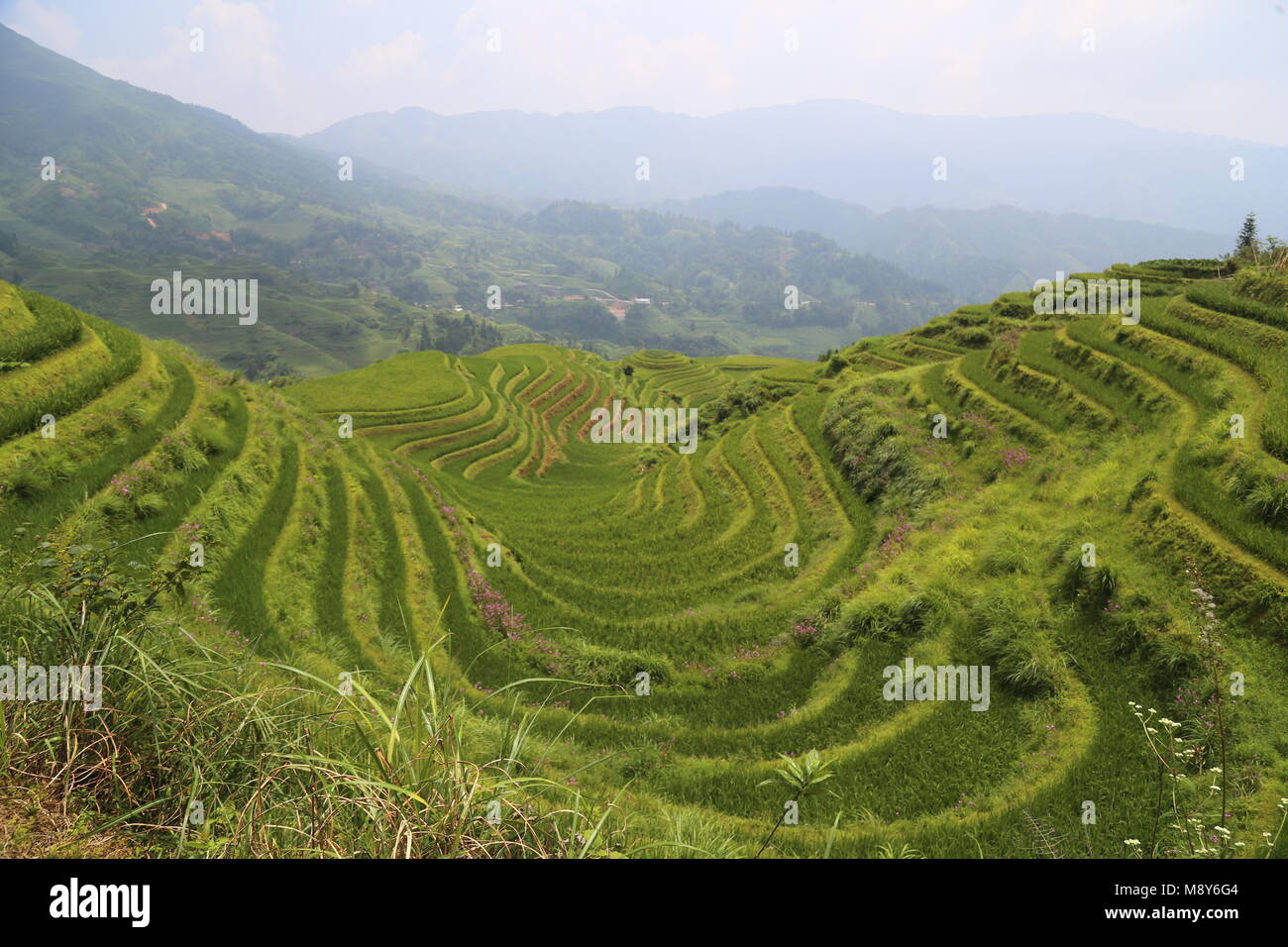 Chinese Rice Terraces Stock Photo - Alamy
