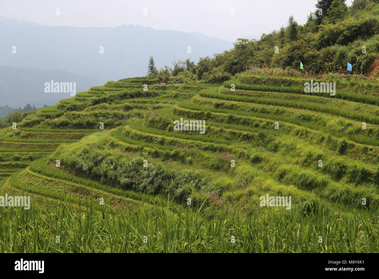 Rice Terraces in Guilin, China Stock Photo - Alamy