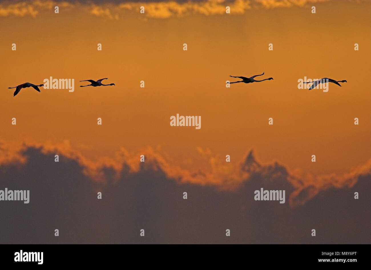 Flamingo in vlucht; Greater Flamingo in flight Stock Photo - Alamy
