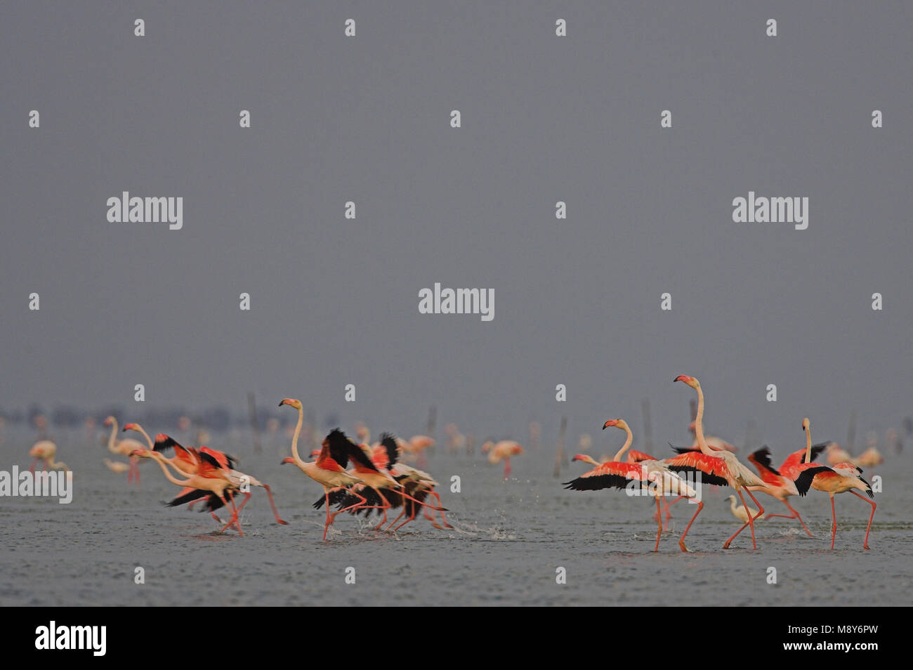 Flamingo in vlucht; Greater Flamingo in flight Stock Photo - Alamy