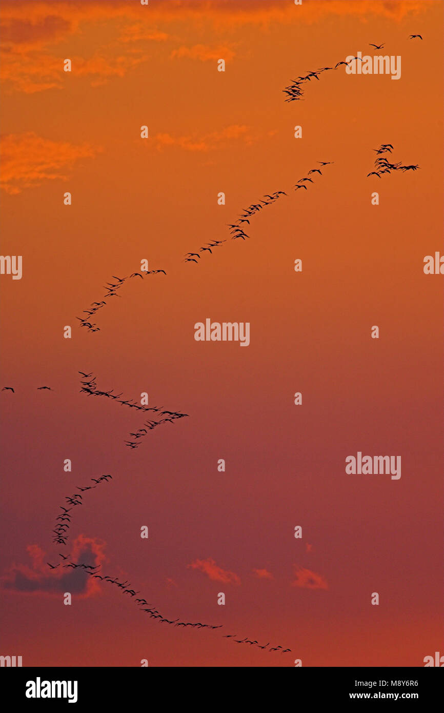 Flamingo in vlucht; Greater Flamingo in flight Stock Photo - Alamy