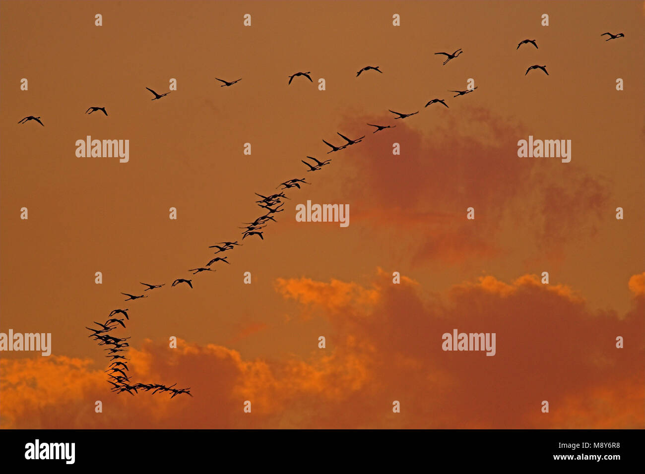 Flamingo in vlucht; Greater Flamingo in flight Stock Photo - Alamy