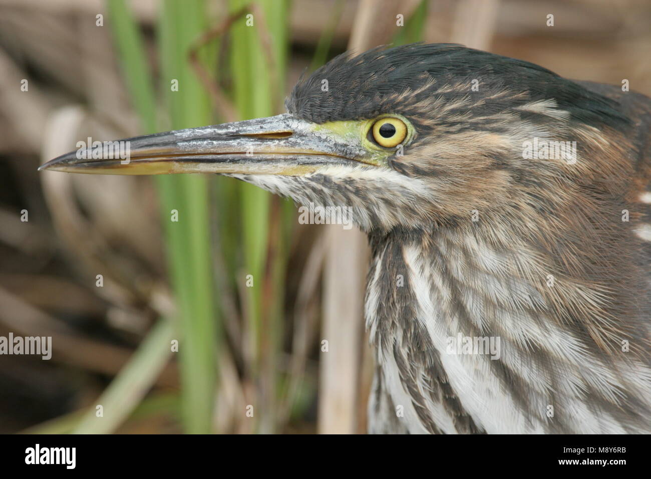 Groene Reiger onvolwassen kop beeldvullend; Green Heron immature head ...