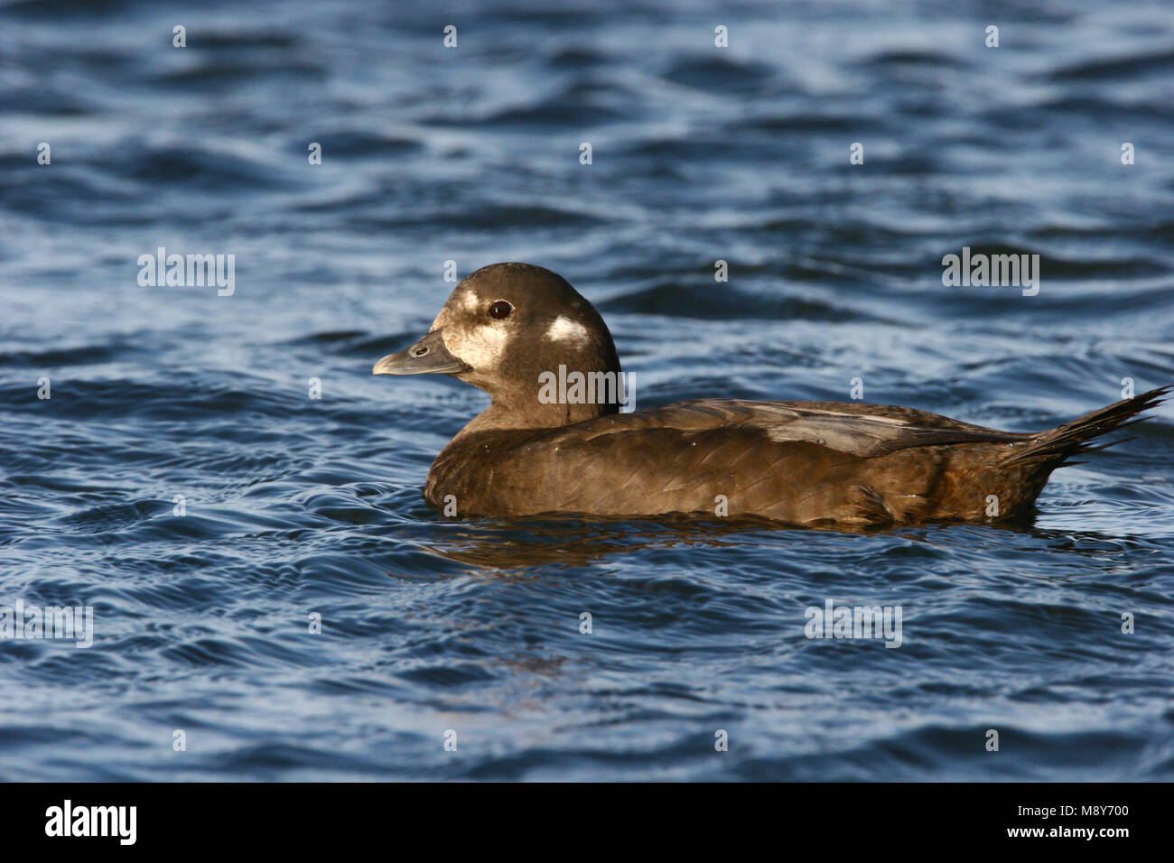 Female harlequin duck hi-res stock photography and images - Alamy