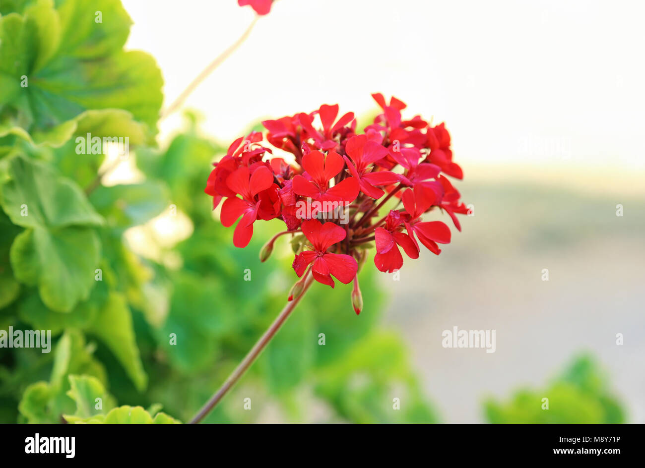 red geranium flower - blooming spring flowers - green leaves background ...