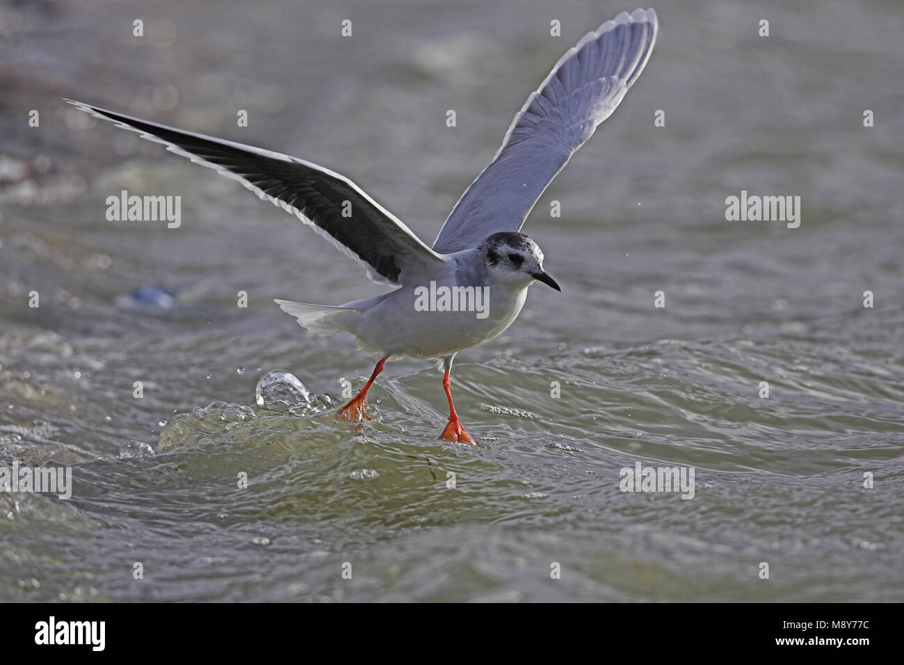 Little gull in flight larus hi-res stock photography and images - Alamy