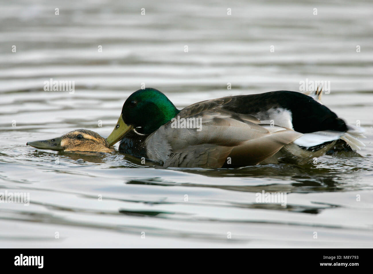 Mating mallard hi-res stock photography and images - Alamy