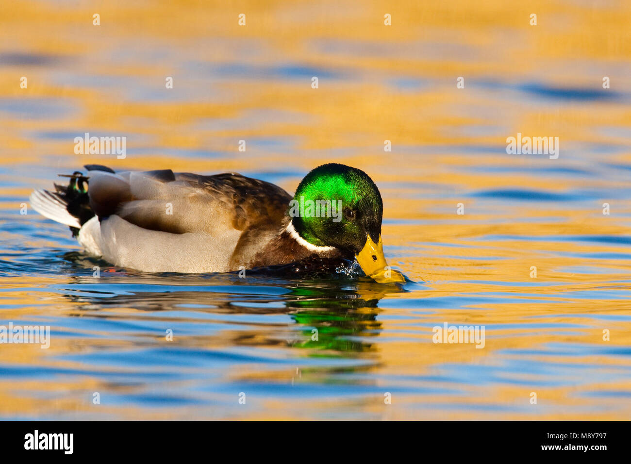 Mannetje Wilde Eend; Male Mallard Stock Photo - Alamy