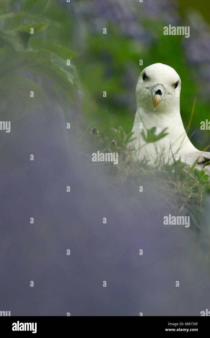 Noordse Stormvogel zittend; Northern Fulmar perched Stock Photo - Alamy