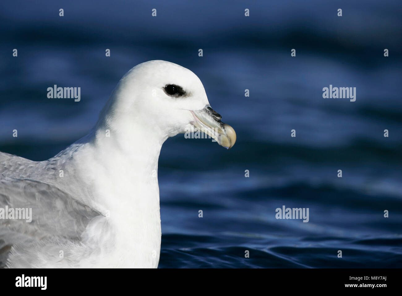 Noordse Stormvogel zwemmend; Northern Fulmar swimming Stock Photo - Alamy