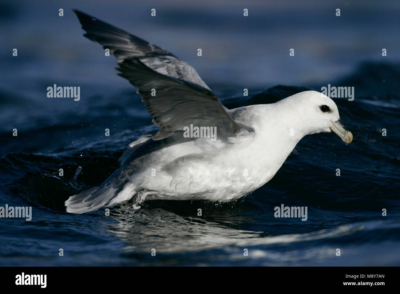 Noordse Stormvogel opvliegend; Northern Fulmar flying off Stock Photo ...