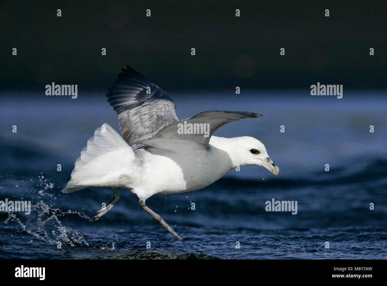 Noordse Stormvogel opvliegend; Northern Fulmar flying off Stock Photo ...