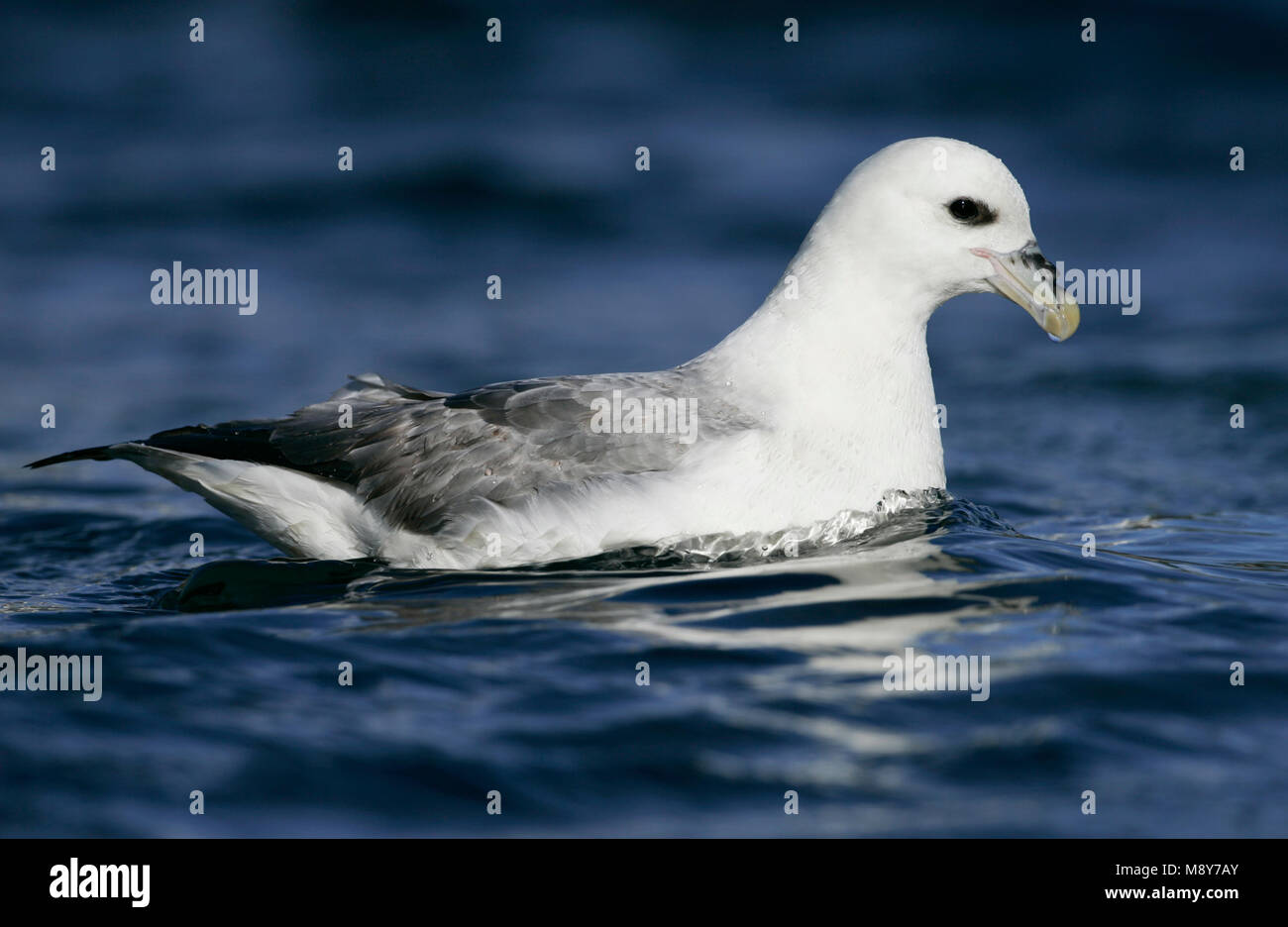 Noordse Stormvogel zwemmend; Northern Fulmar swimming Stock Photo - Alamy