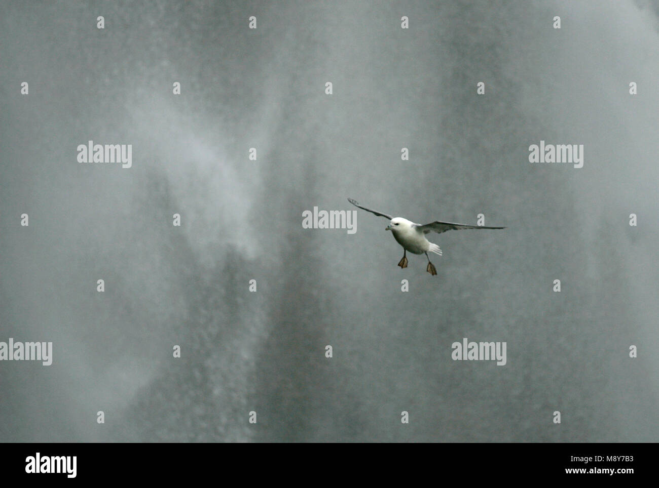 Noordse Stormvogel vliegend met waterval; Northern Fulmar flying with ...
