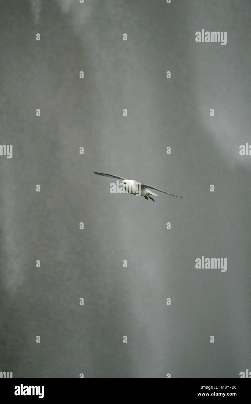 Noordse Stormvogel vliegend met waterval; Northern Fulmar flying with ...
