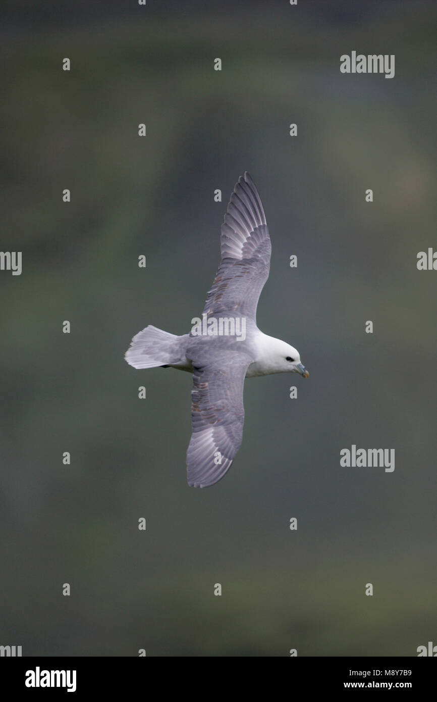 Noordse Stormvogel vliegend met waterval; Northern Fulmar flying with ...