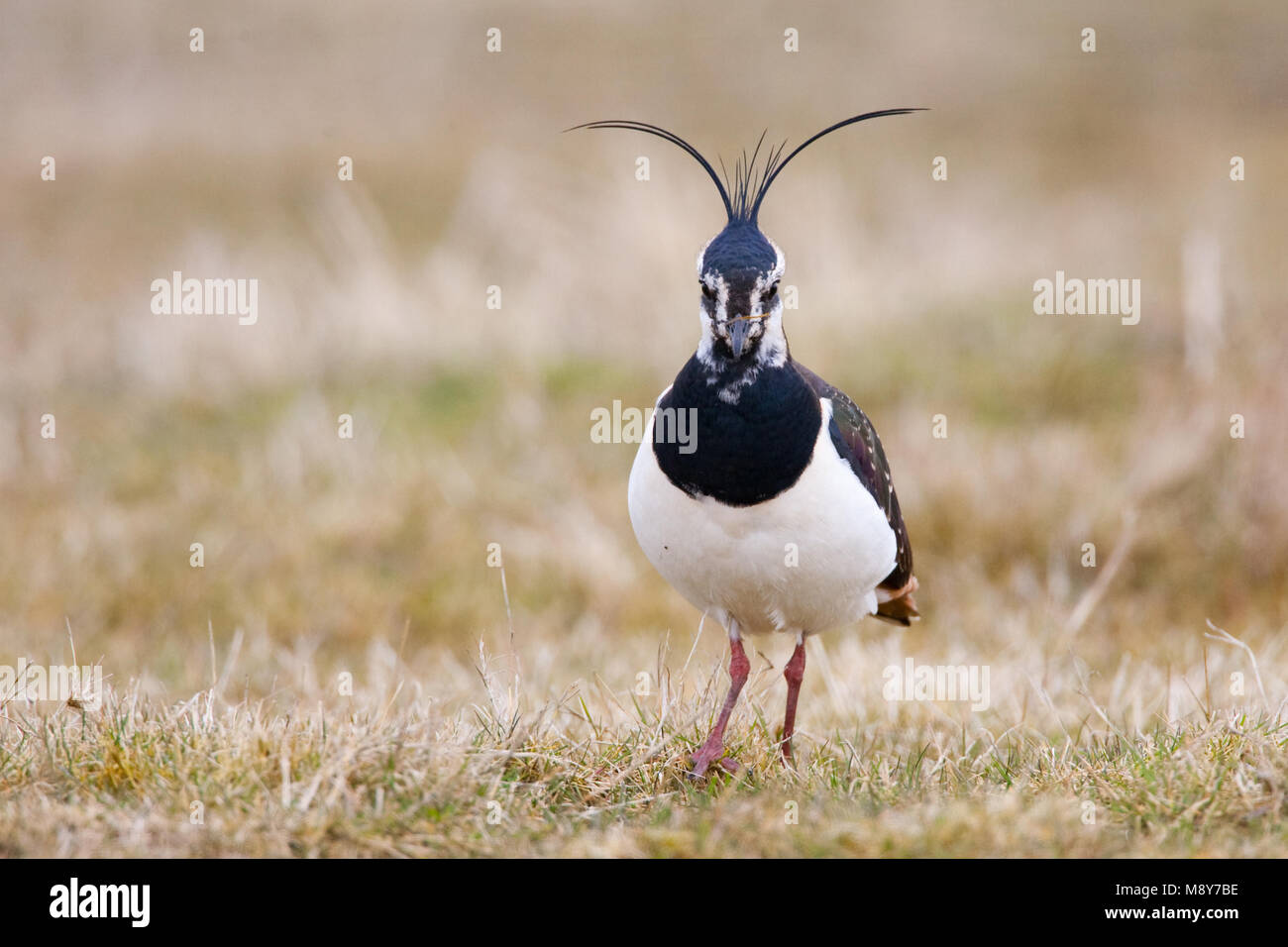 Volwassen Kievit in winterkleed; Non-breeding adult Northern Lapwing ...