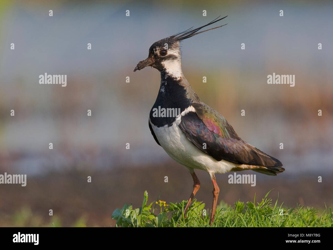 Kievit staand; Northern Lapwing perched Stock Photo - Alamy