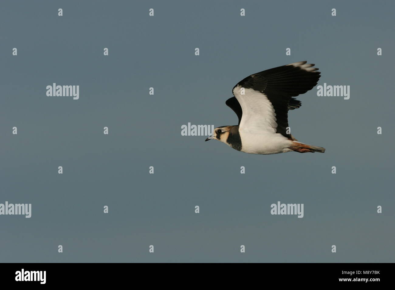 Northern lapwing flying hi-res stock photography and images - Alamy